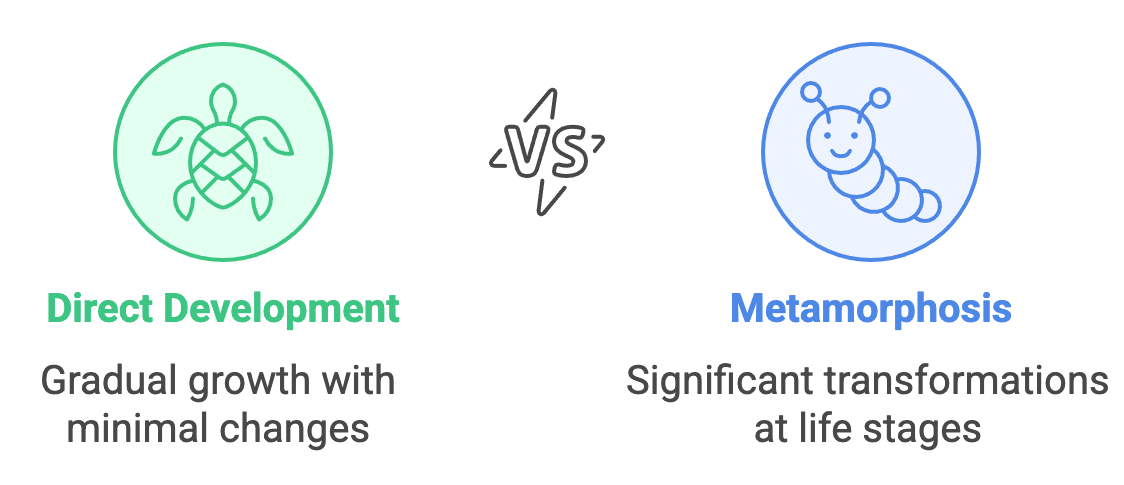 Types of Animal Life Cycles